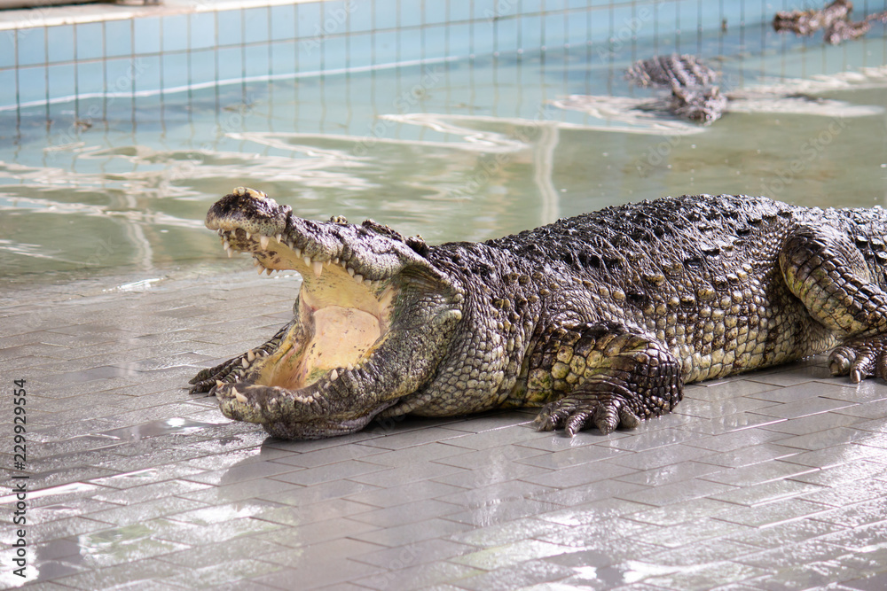 Crocodile in the water, In Pattaya Crocodile Farm and Zoo, Thailand ...