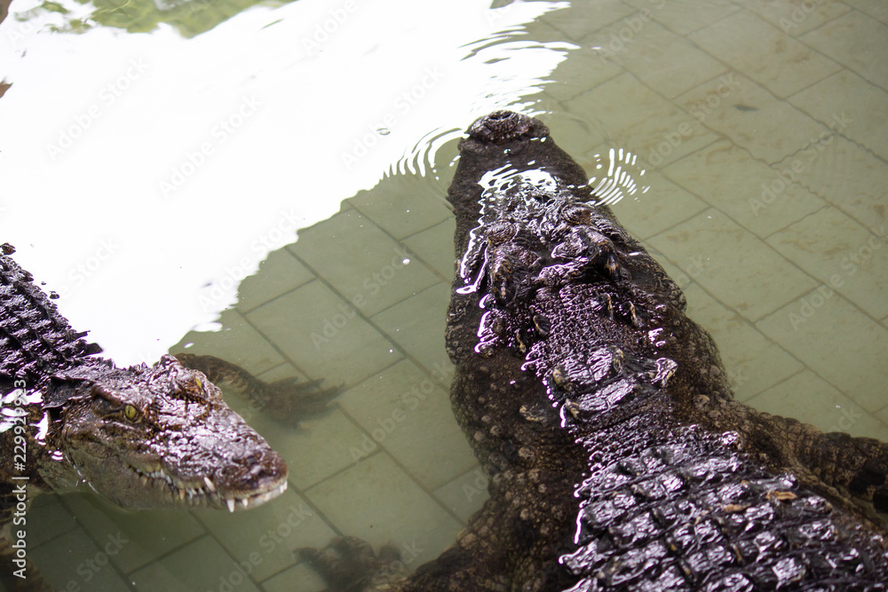 Crocodile in the water, In Pattaya Crocodile Farm and Zoo, Thailand ...