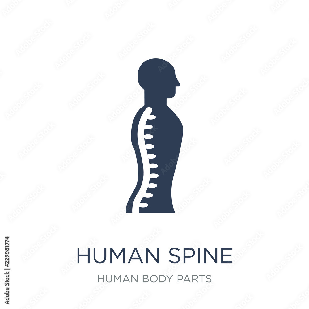 Human Spine icon. Trendy flat vector Human Spine icon on white ...