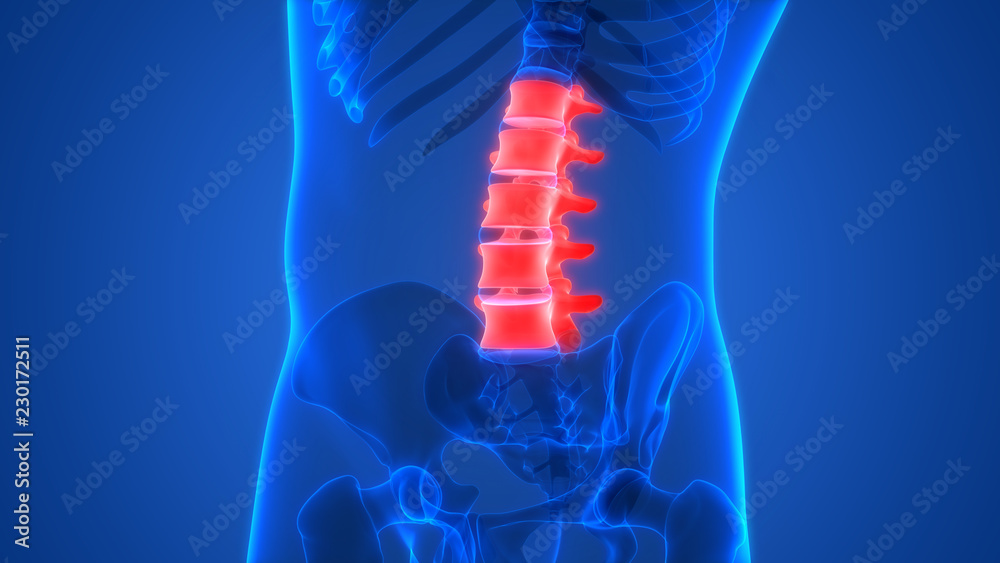 Human Skeleton System Vertebral Column Lumbar Vertebrae Anatomy Stock ...