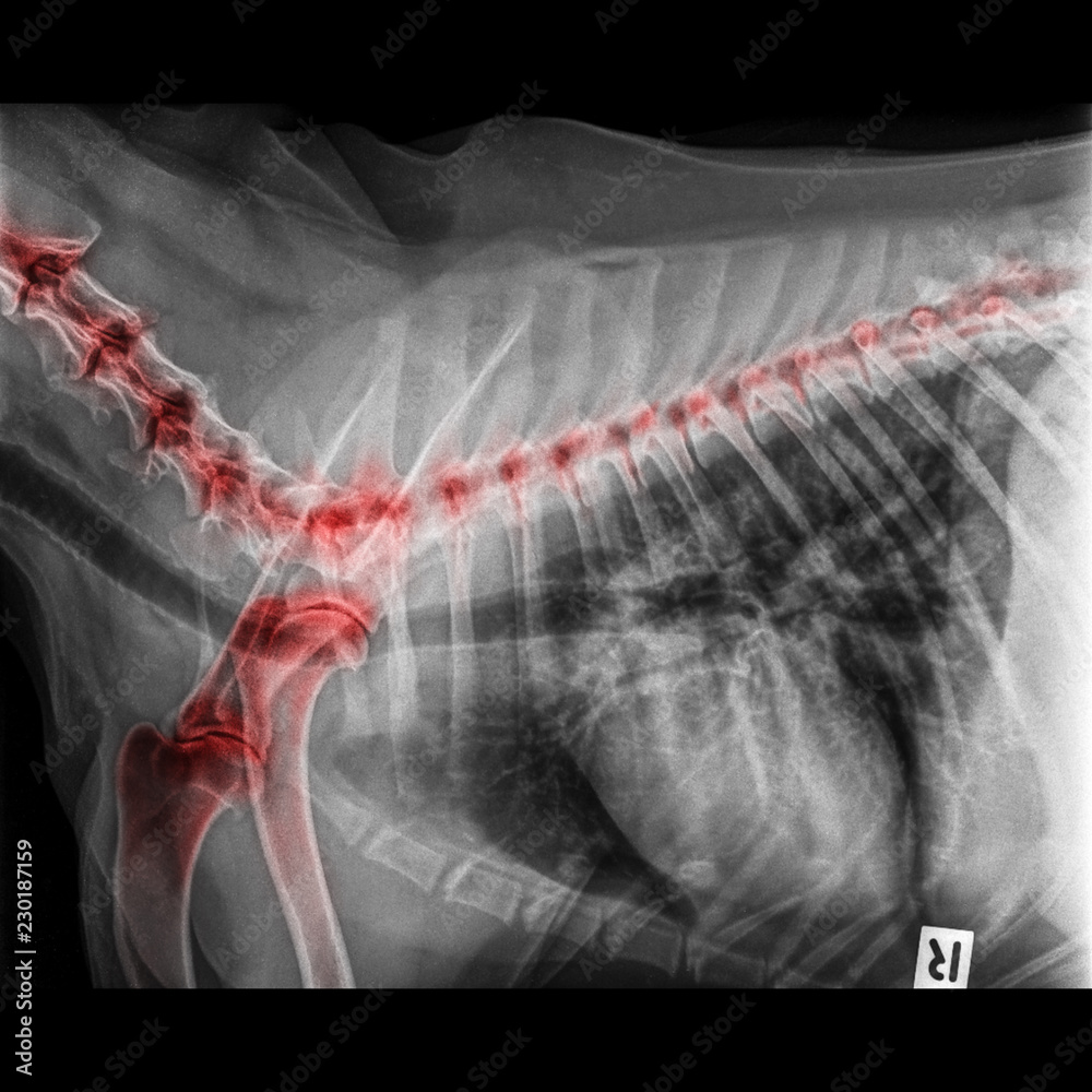 X-ray of dog lateral view closed up thorax and chest red highlight ...