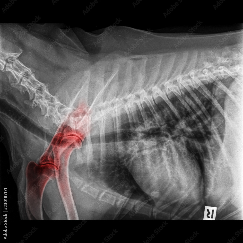 Stock-Foto „X-ray of dog lateral view closed up thorax and chest red ...
