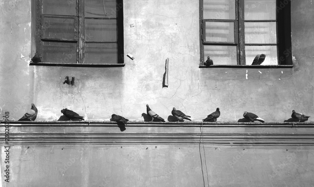 row of pigeons bird on old grunge building with window horror scene ...