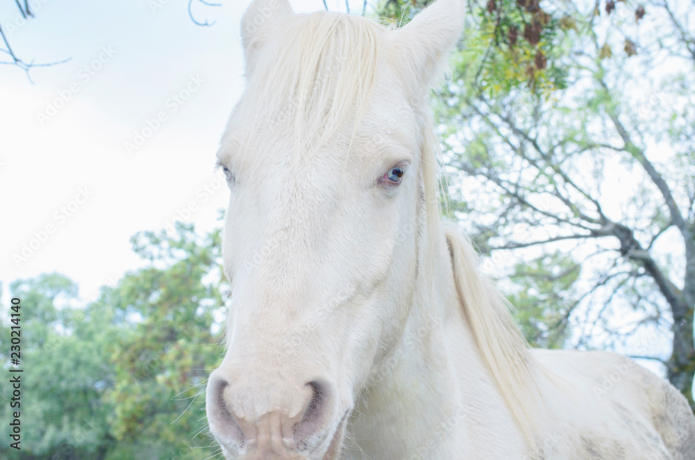 Stock-Foto „Equus ferus caballus. White horse (albino) with blue eyes ...