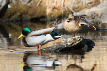 Mallard Drake Duck Tail Free Stock Photo - Public Domain Pictures
