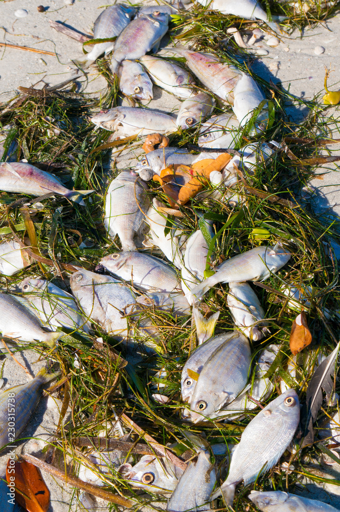 Dead fish from "Red Tide" washed up on the shore of Boca Ciega Bay near ...