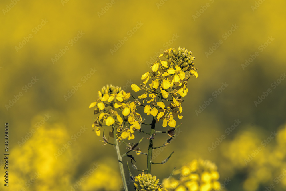 Foto de Stock Mustard (Sinapis) are a small genus of flowering plants ...