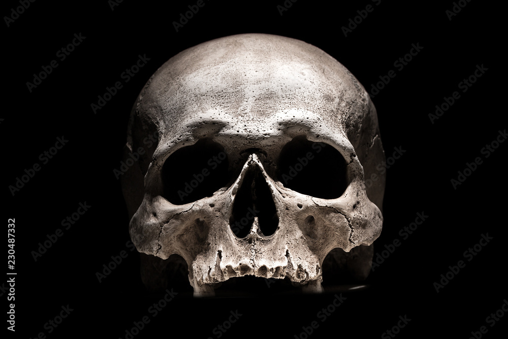 Real Human Skull Black And White