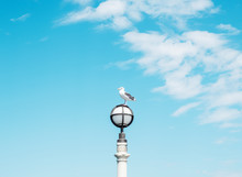 Seagull, Bird, Lighting, Lantern Free Stock Photo - Public Domain Pictures