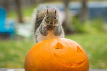 Fox Squirrel Eating Pumpkin Free Stock Photo - Public Domain Pictures