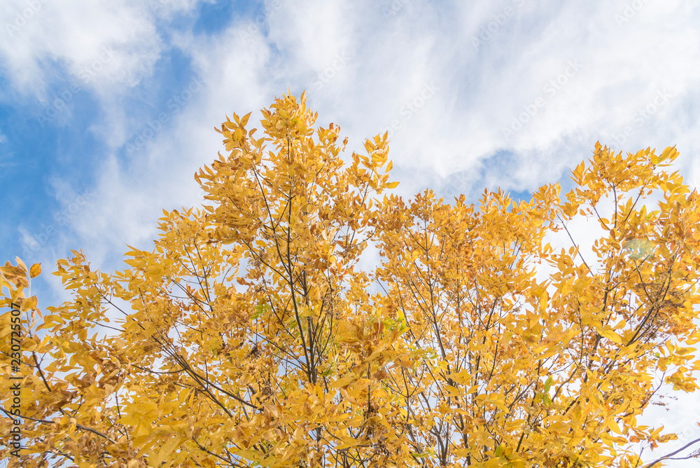Beautiful Texas Cedar Elm trees leaves under autumn cloud blue sky ...