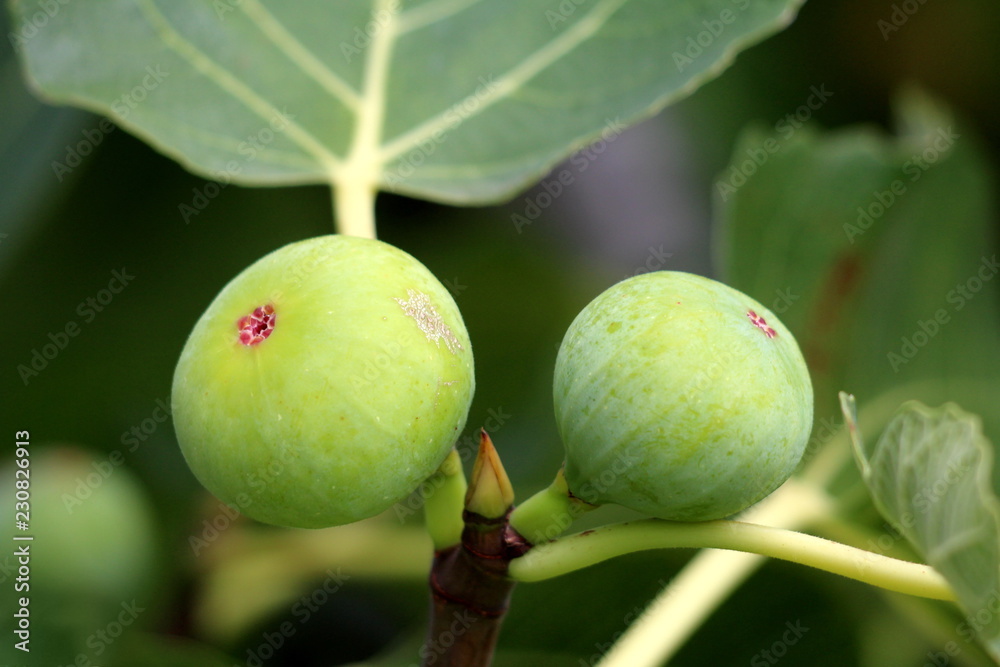 Fig tree or Ficus carica or Common fig branches with two fresh light ...