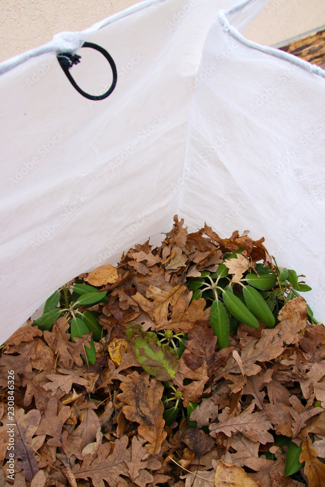 Cultivar yak Rhododendron (Rhododendron yakushimanum 'Fantastica ...