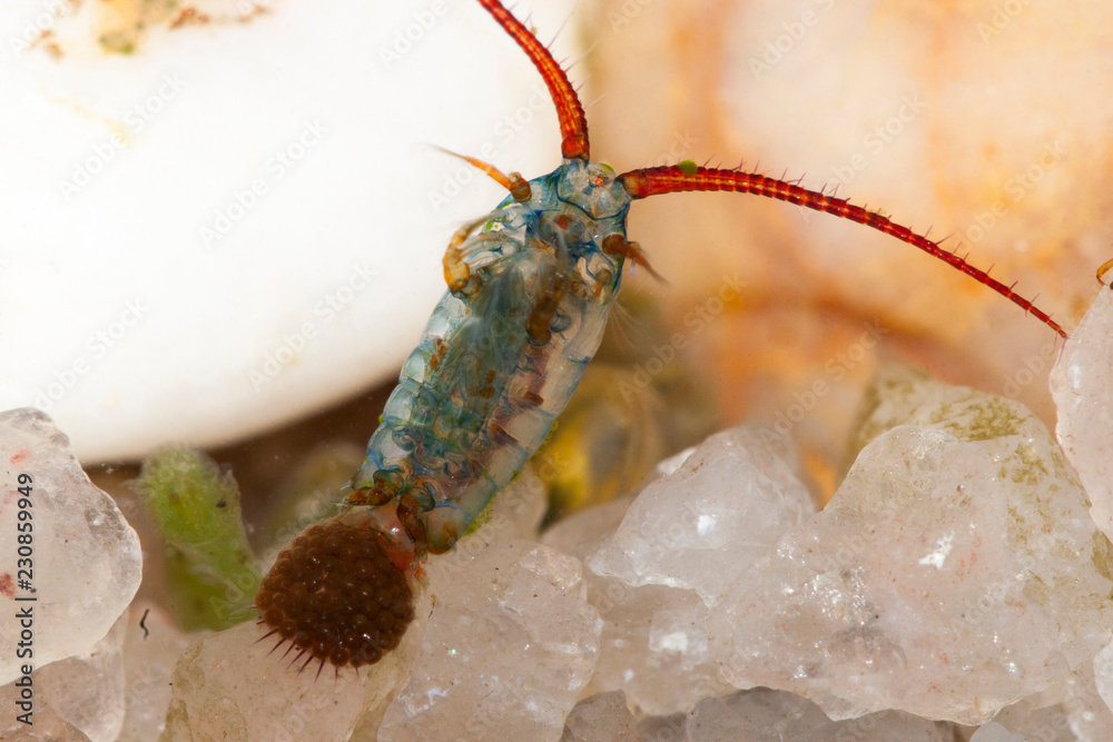 copepode, crustacee aquatique Stock Photo | Adobe Stock