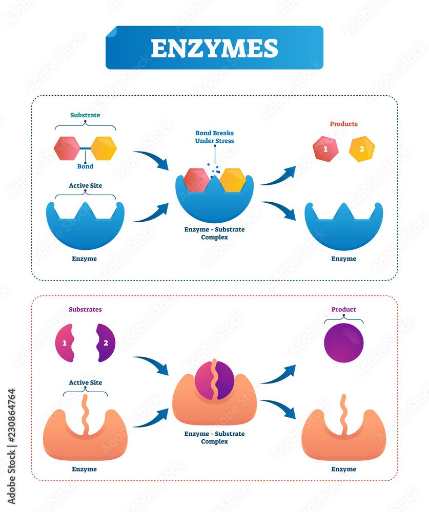 Enzyme vector illustration. Labeled cycle and diagram with catalysts ...
