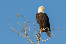 Bald Eagle Perched Free Stock Photo - Public Domain Pictures