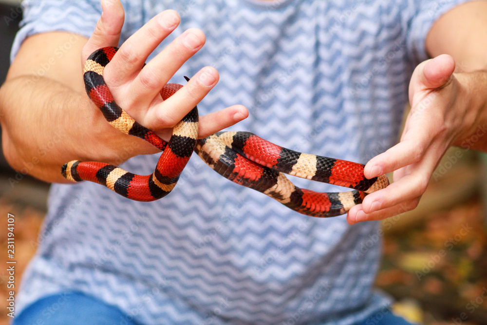 Boy with snakes. Man holds in hands reptile Milk snake Lampropeltis ...