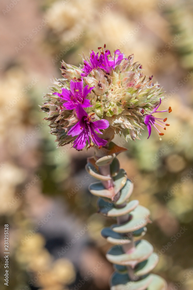 Life in dry extreme conditions, this is what the Cistanthe Salsoloides ...