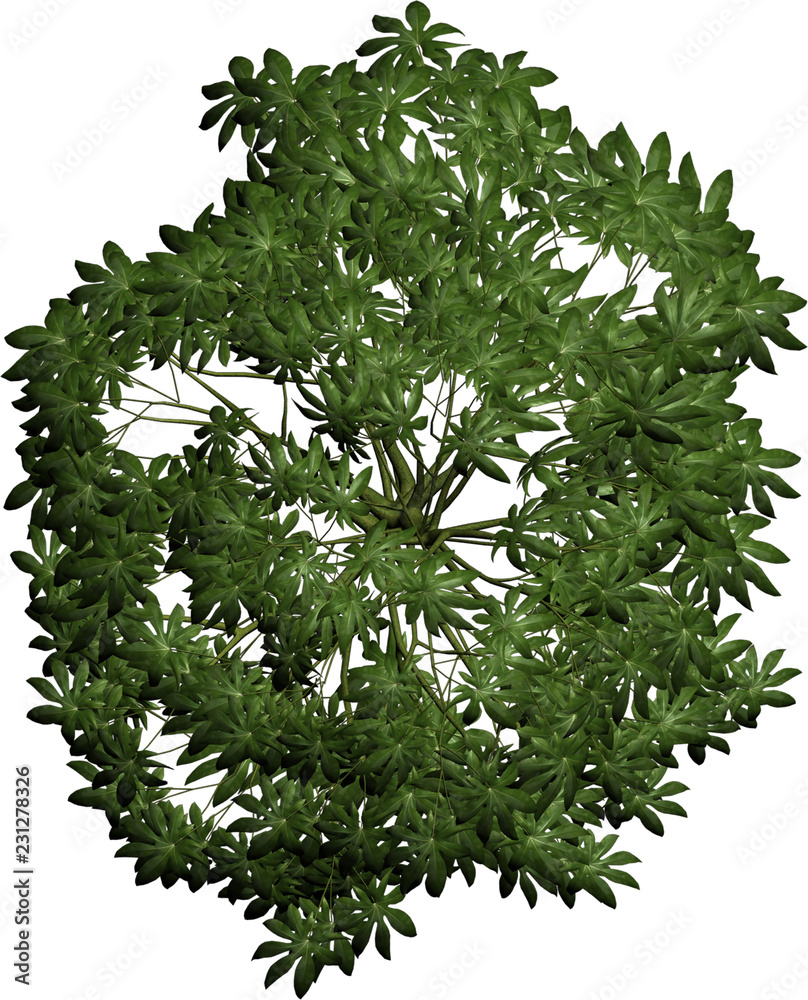 Stock-Illustration „Plant and Tree top view / overhead symbols and ...