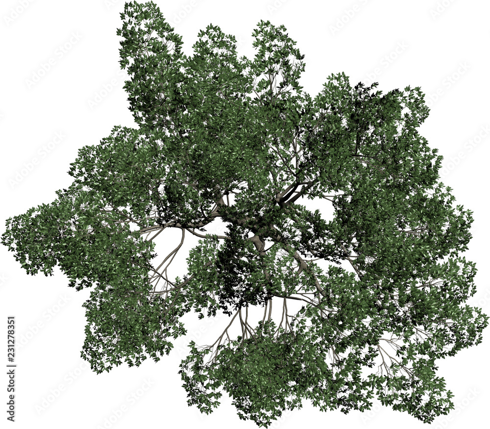 Plant and Tree top view / overhead symbols and icons isolated on white ...