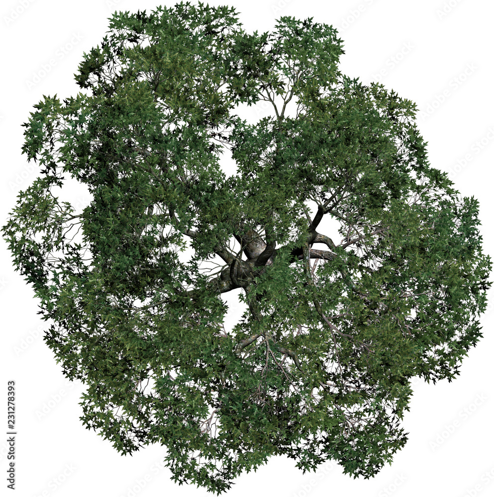 Plant and Tree top view / overhead symbols and icons isolated on white ...