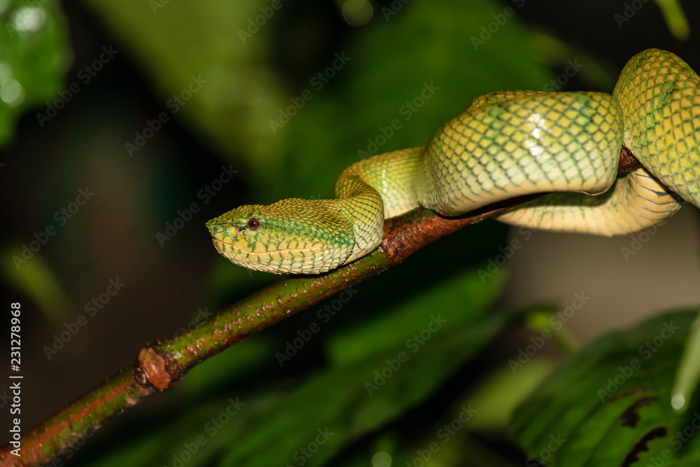 Beautiful but deadly Borneo Pit Viper in a jungle tree at night Stock ...