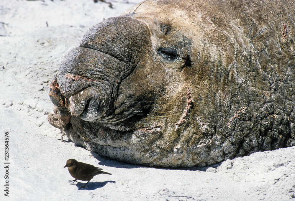 Eléphant de mer du Sud, mâle, Mirounga leonina, Cinclode fuligineux ...