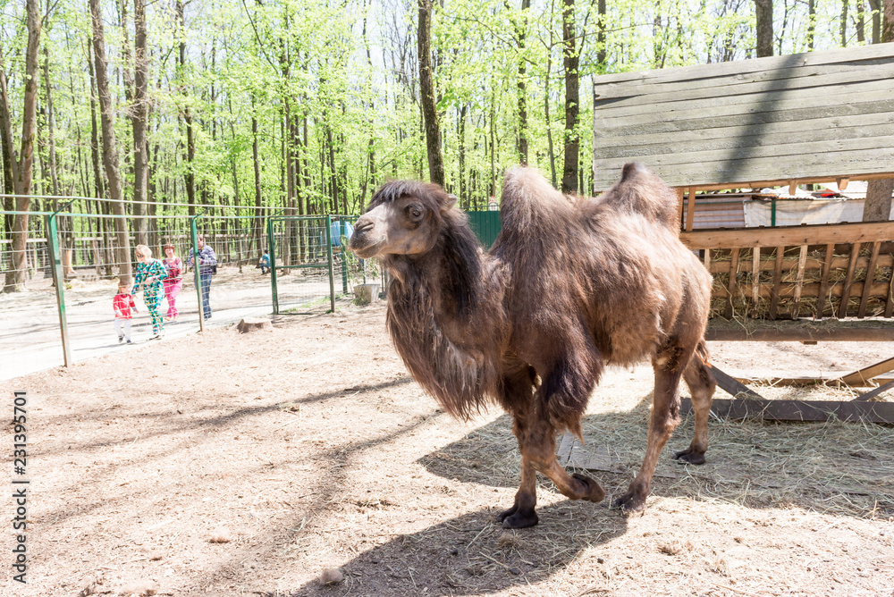 The Bactrian camel eating, Camelus bactrianus, large, even-toed ...