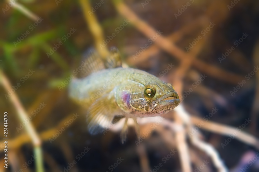 Perccottus glenii, Chinese sleeper, freshwater predator in biotope ...