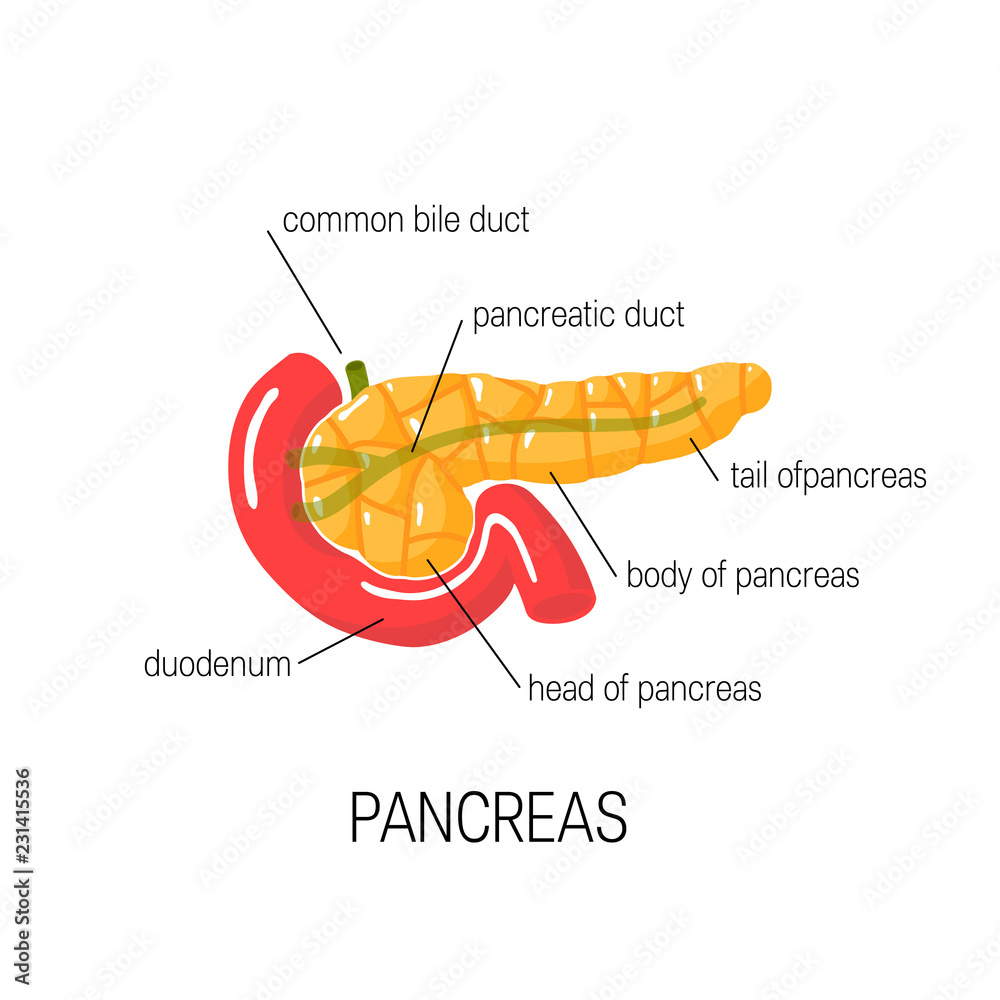 Medical diagram of pancreas, vector illustration Stock Vector | Adobe Stock