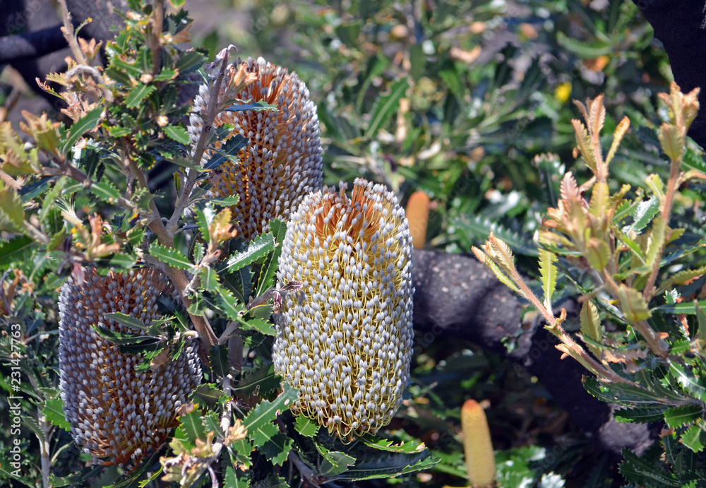 New growth and flowers on an Australian native Old Man Banskia tree ...