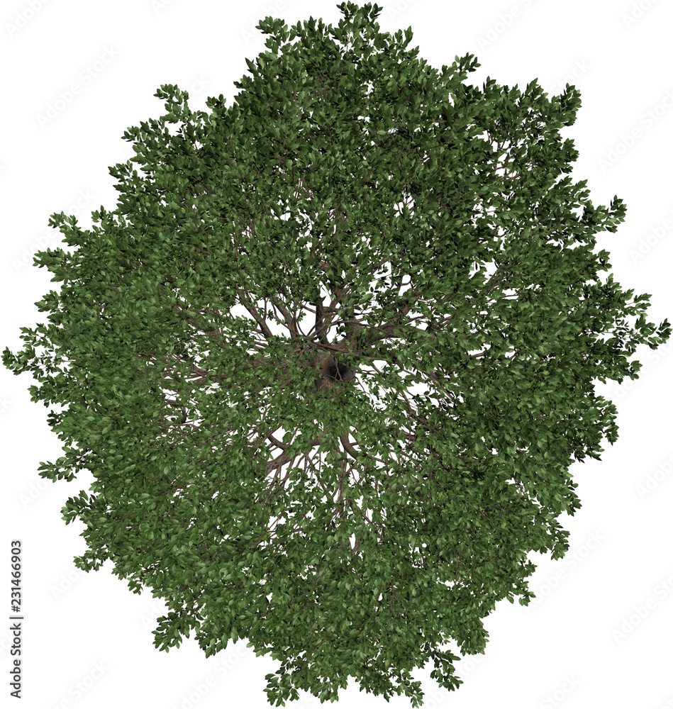 Plant & Tree overhead icon / top view symbols isolated on white ...