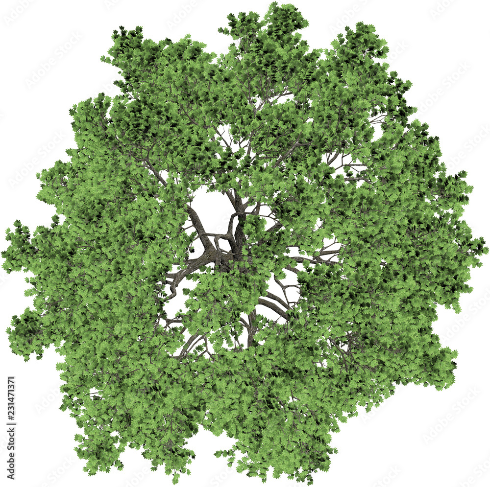 Plant & Tree overhead icon / top view symbols isolated on white ...