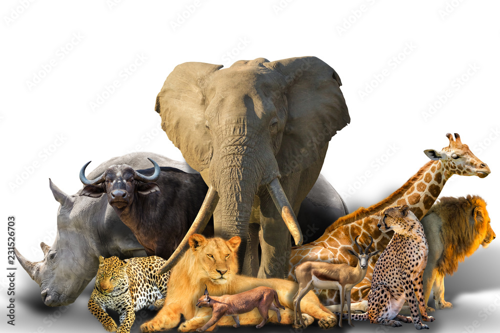 African Animals Backgrounds