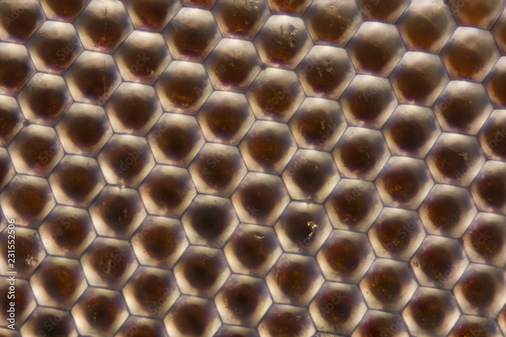 Extreme magnification - Compound eye texture under the microscope Stock ...