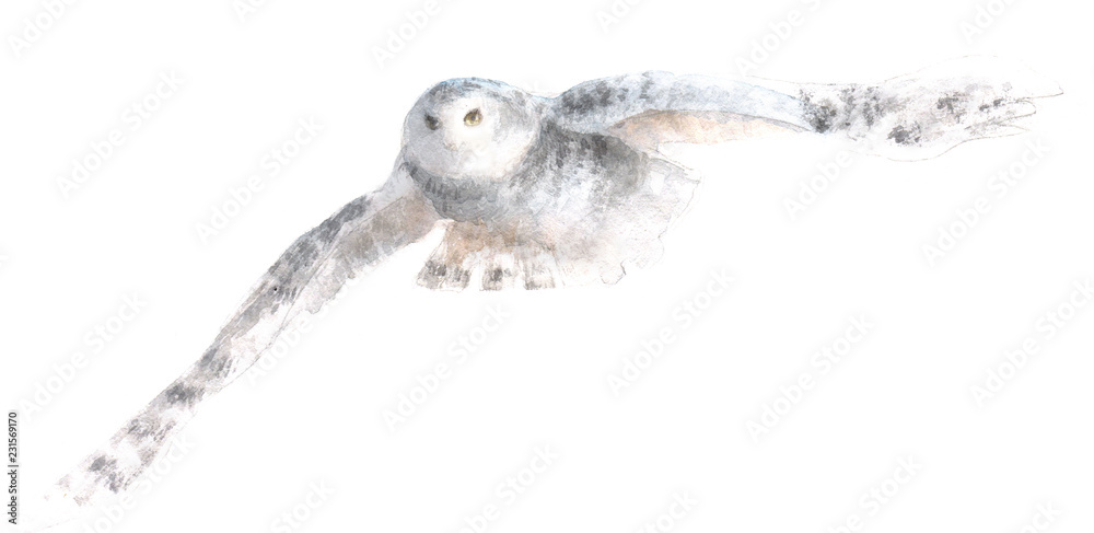watercolor isolated illustration of white polar owl, drawing of north ...