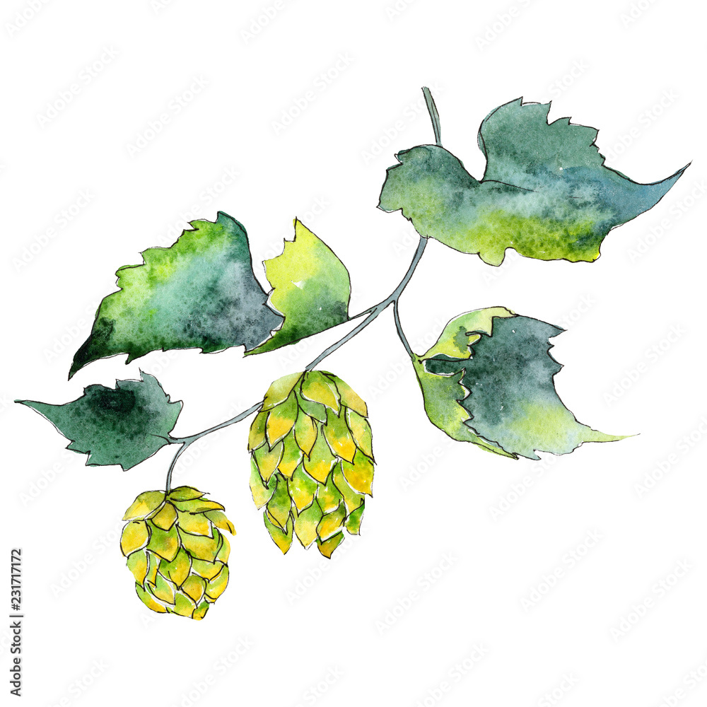 Green hops. Green leaf. Plant botanical foliage. Watercolor background ...
