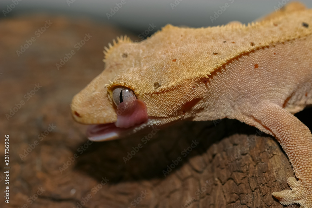 Crested gecko (science name: Correlophus ciliates) crawling on brown ...