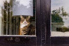 Orange Cat Looking Out Window Free Stock Photo - Public Domain Pictures