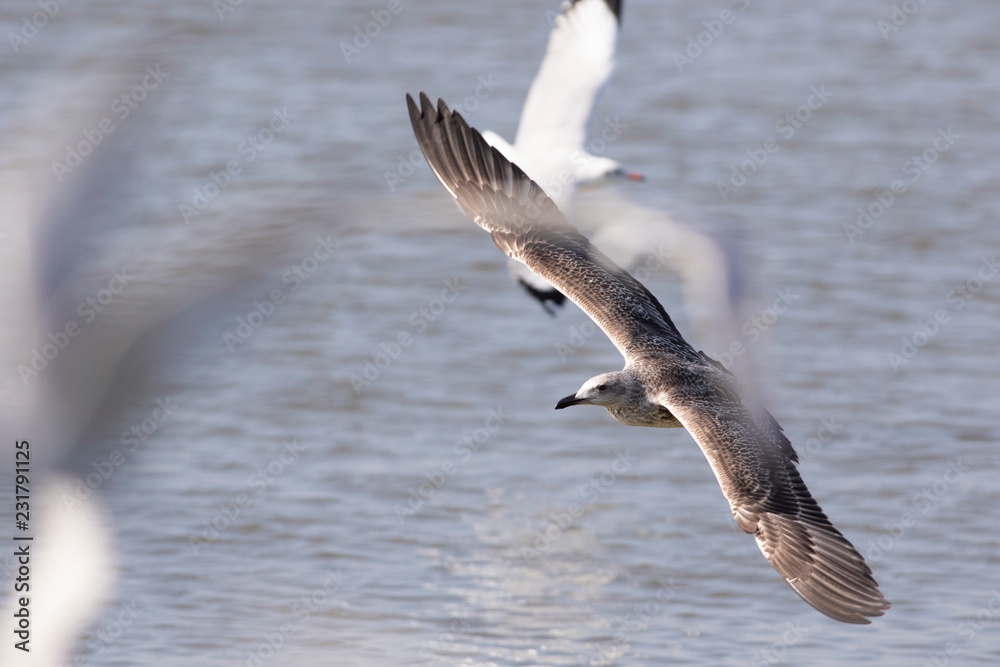 Heuglin's gull. Conservation status Least Concern (IUCN 3.1) Scientific ...