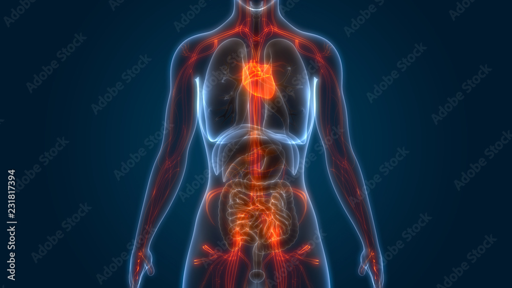 Human Circulatory System Anatomy Stock Illustration | Adobe Stock