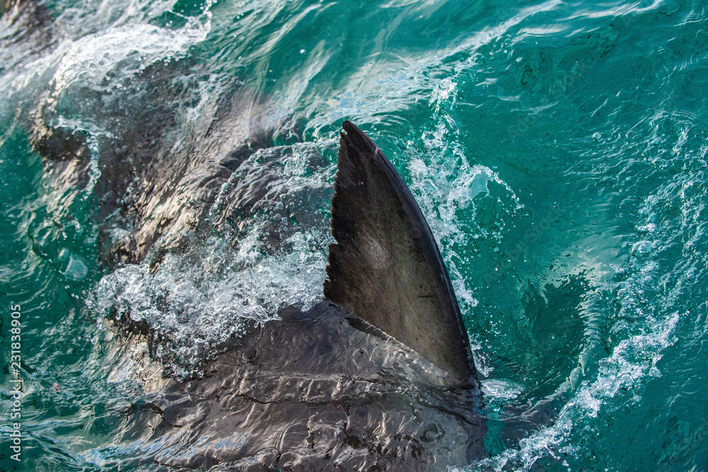 Shark fin above water. Closeup Fin of a Great White Shark, swimming at ...