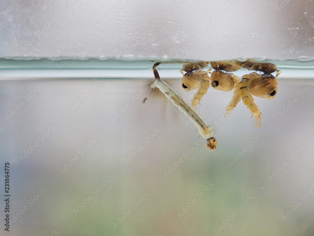 Mosquito larvae: As larvae grow in water. And become a mosquito. Dengue ...