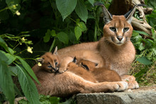 Caracal Kitten Free Stock Photo - Public Domain Pictures
