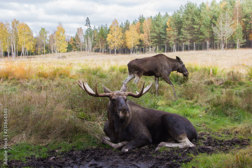 Wild male moose sitting and female moose standing. Crossing moose on ...