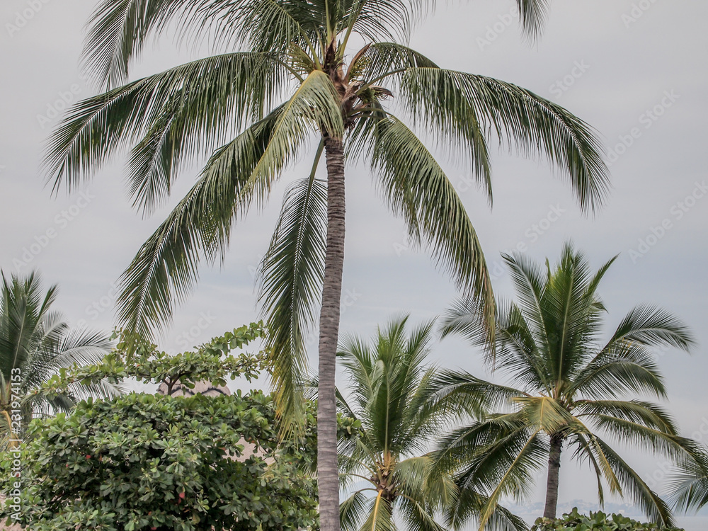 Group of palm trees of different sizes against a gray cloudy sky in the ...