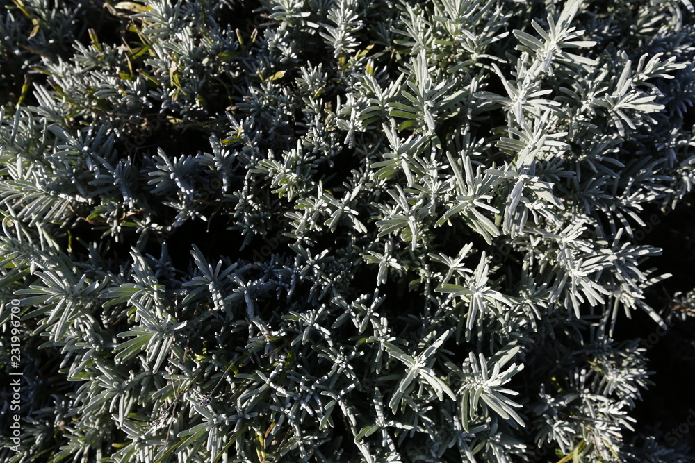 Rosemary - an evergreen aromatic shrub of the mint family, native to ...