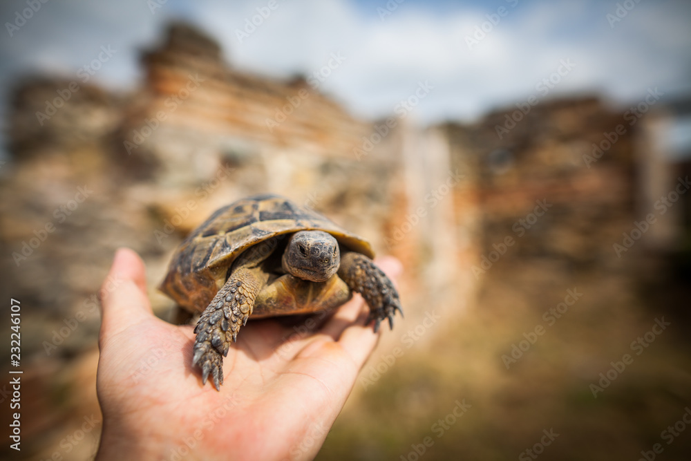 Hand holding a tortoise Stock Photo | Adobe Stock