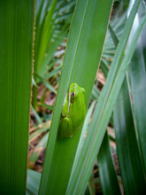 Camouflaged Tree Frog Free Stock Photo - Public Domain Pictures