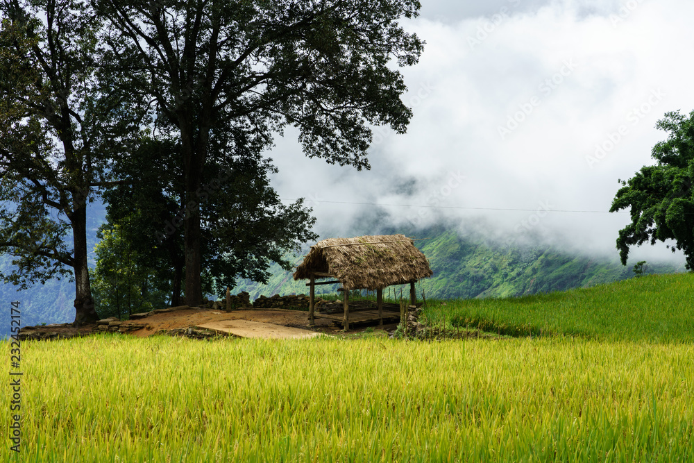 Terraced rice field landscape in harvesting season with big tree in Y ...